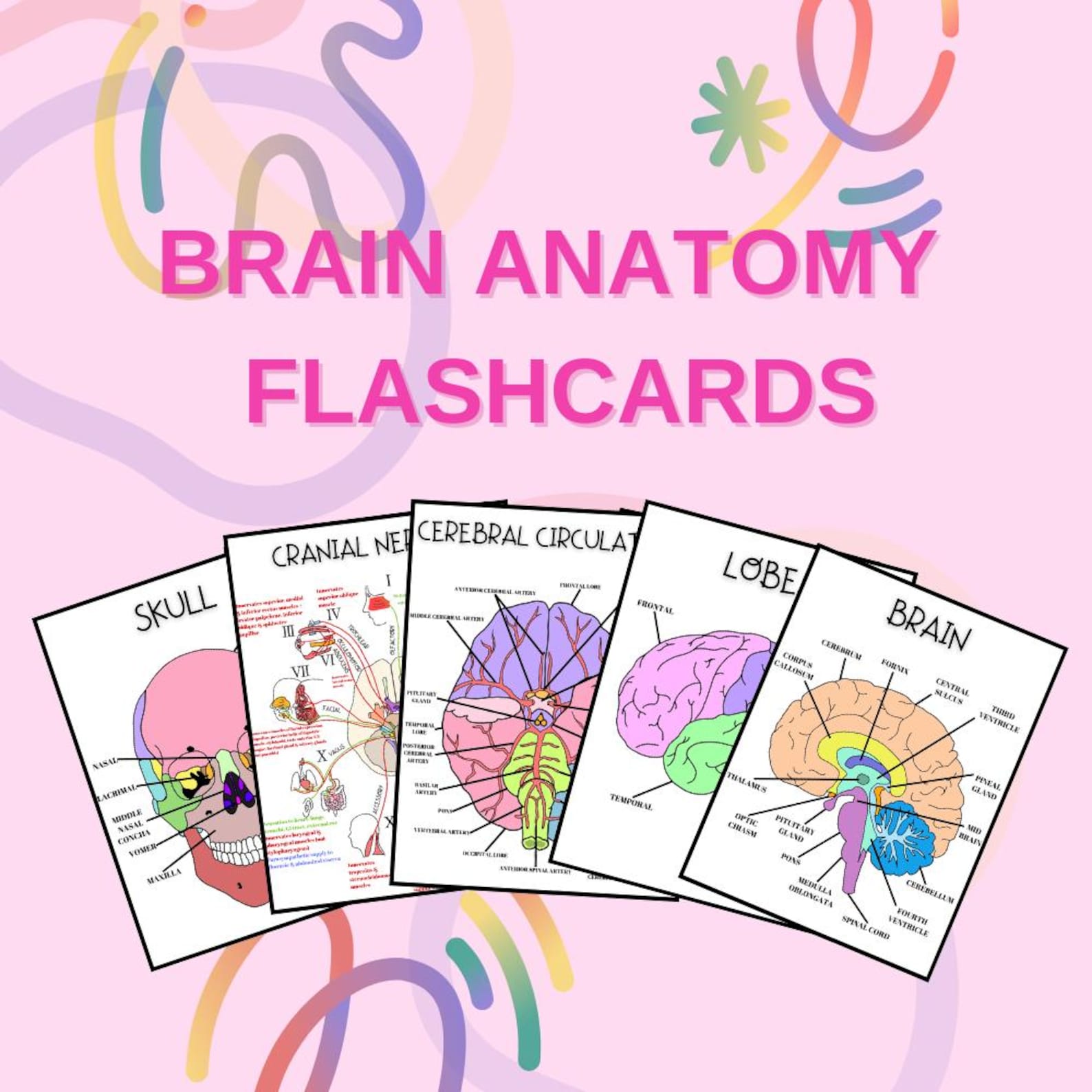 Brain Anatomy Flashcards – Complete Guide (PDF) - Etsy