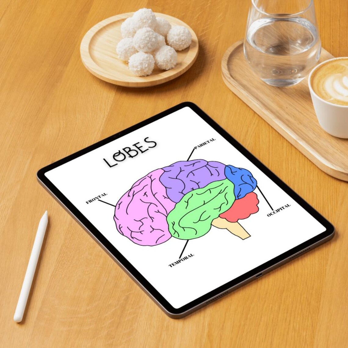 Brain Anatomy Flashcards – Complete Guide (PDF) - Etsy