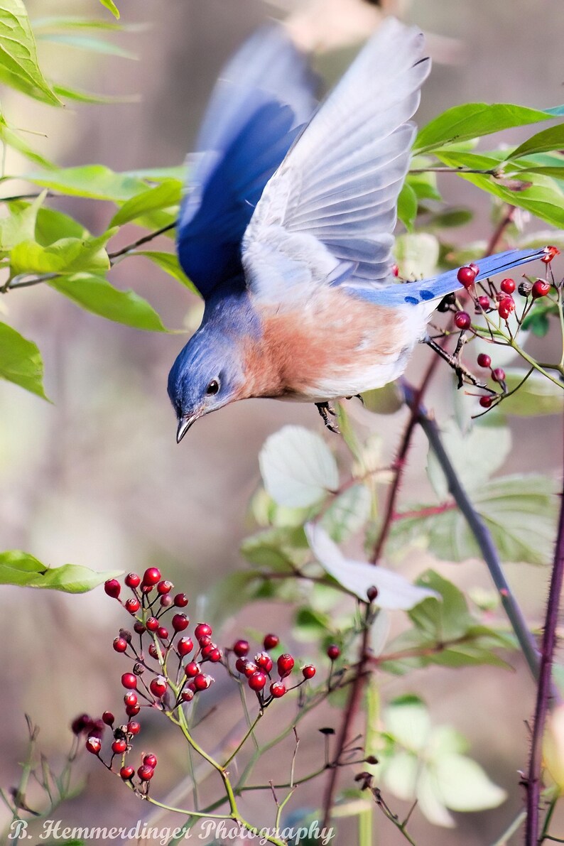 Blue Bird and Berries Photo - Etsy