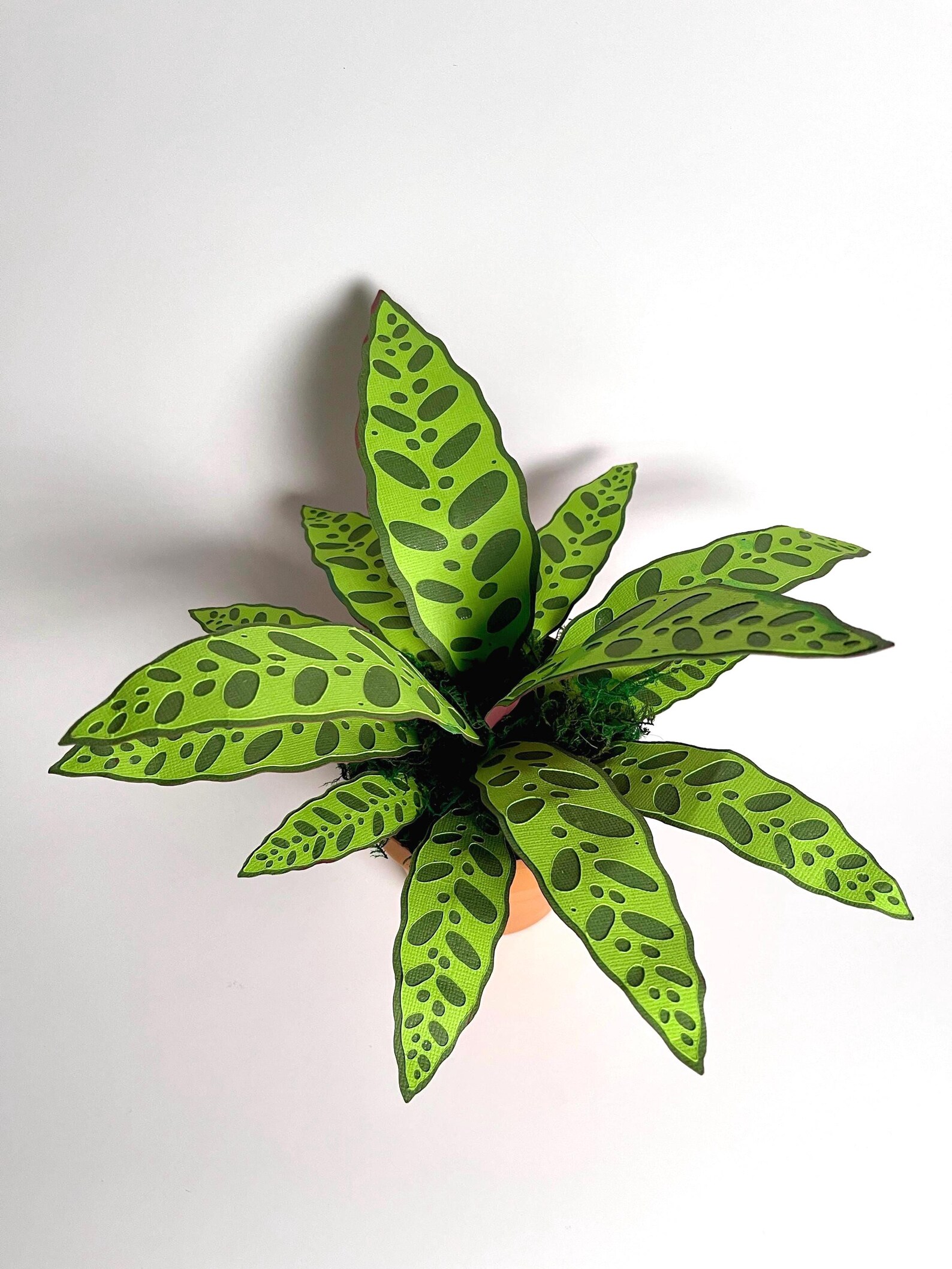 RATTLESNAKE PAPER PLANT - Paper Houseplant -calathea Lanifolia - Etsy
