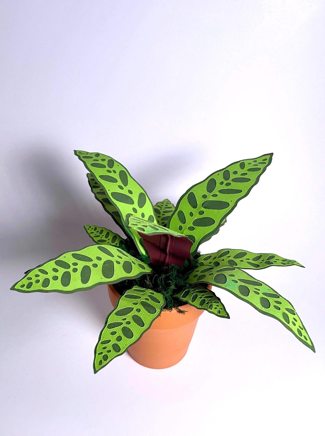 RATTLESNAKE PAPER PLANT - Paper Houseplant -calathea Lanifolia - Etsy