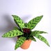RATTLESNAKE PAPER PLANT - Paper Houseplant -calathea Lanifolia - Etsy