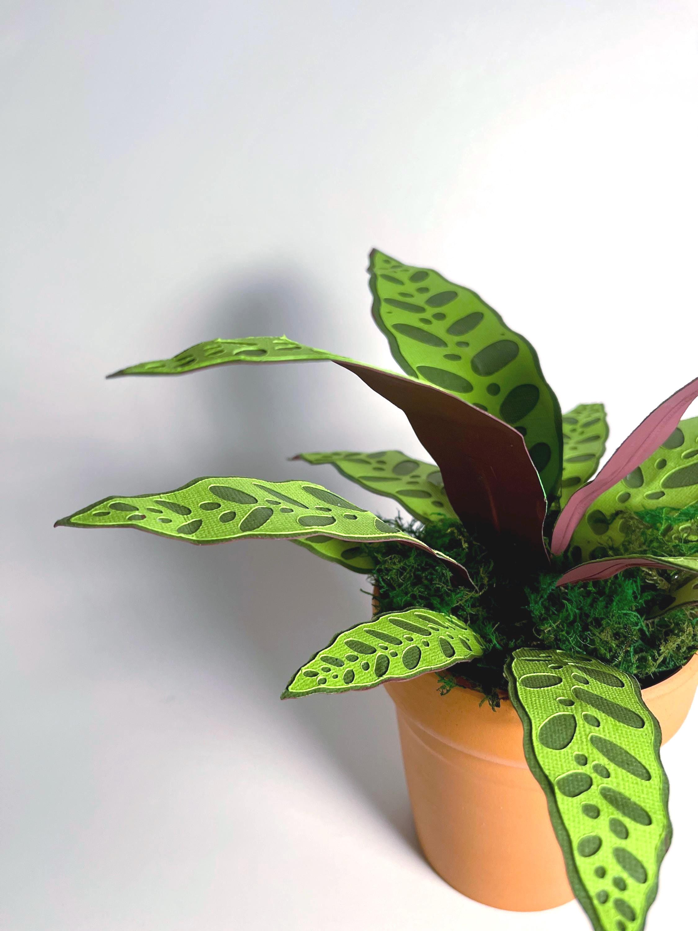 RATTLESNAKE PAPER PLANT - Paper Houseplant -calathea Lanifolia - Etsy