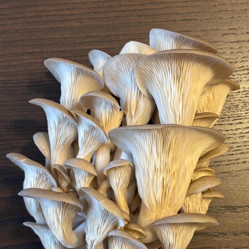 Blue Oyster Mushroom Grain Spawn (2lb) - Etsy