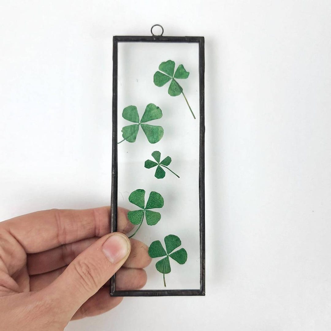 Lucky Clover Pressed in Floating Frame - Pressed Flower Art, Stained ...