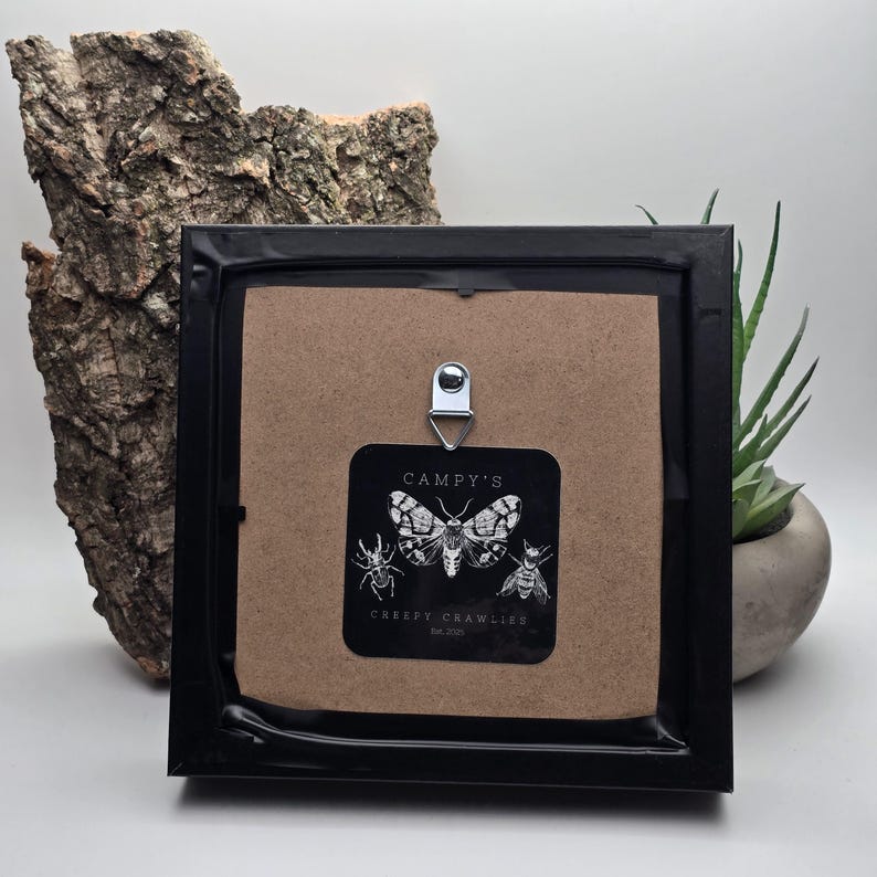 Green-banded Urania Moth (scientific Name: Urania Leilus) - Unique ...