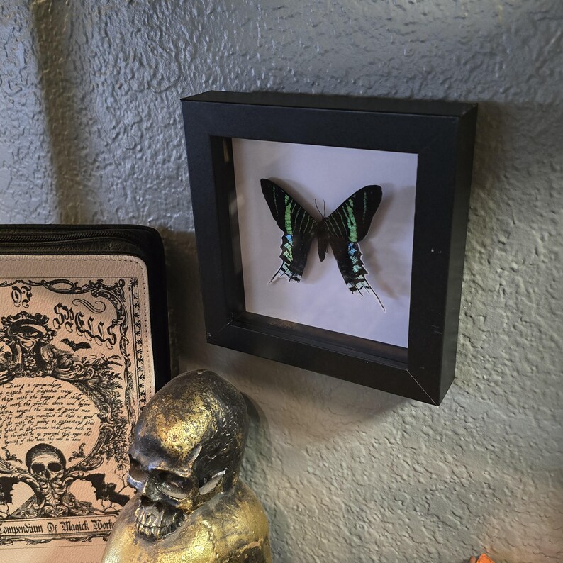 Green-banded Urania Moth (scientific Name: Urania Leilus) - Unique ...