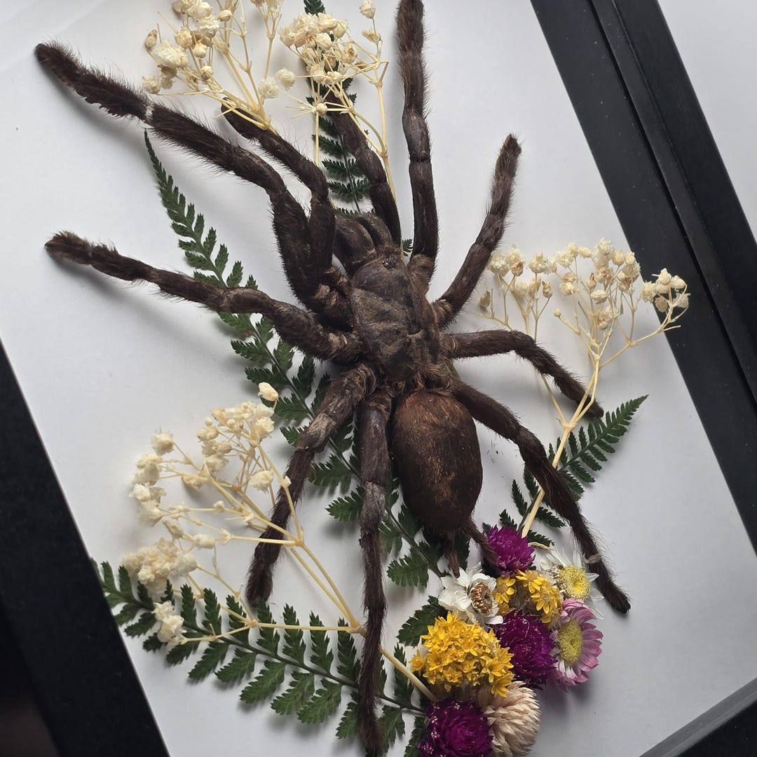Thailand Big Black Tarantula (cryiopagopus Minax) W/ Dried Flowers ...