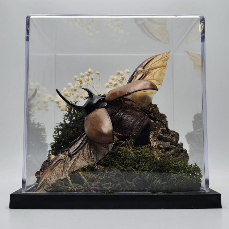 Nature Diorama - Etsy