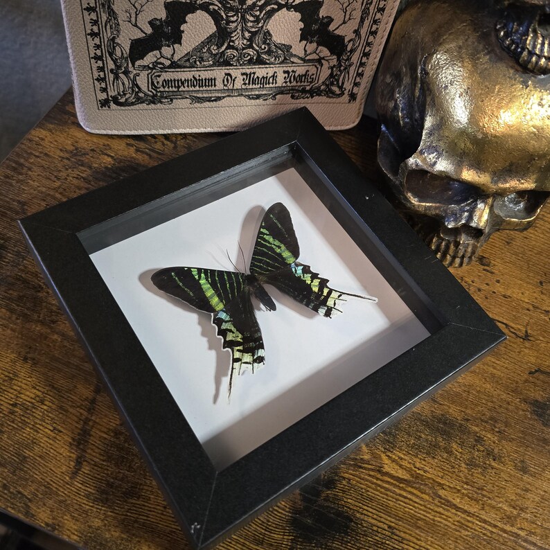 Green-banded Urania Moth (scientific Name: Urania Leilus) - Unique ...