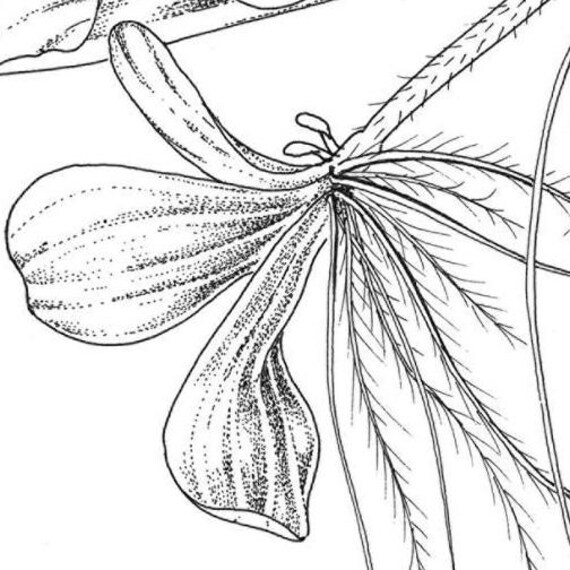 Pistia Diagram Easy