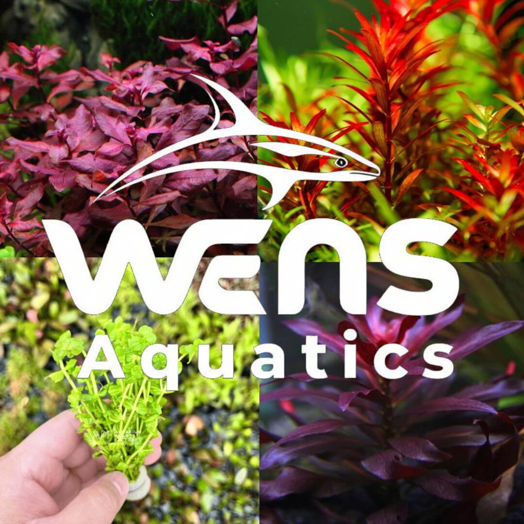 Betta Plant Pack Stem per Dollar Aquarium Plant Package Filled With ...
