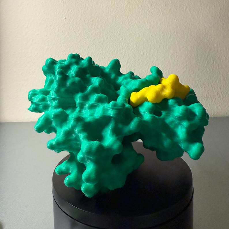 CUSTOM 3d-printed Protein Model | Gift for Scientists - Etsy