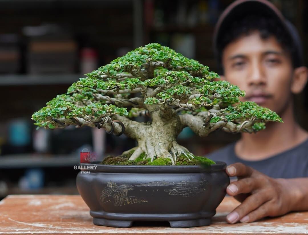 Premna Microphylla the Best Bonsai Tree - Small Size - Etsy