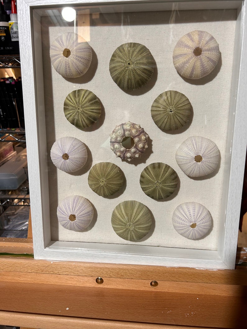 Sea Life Shadow Box - Etsy