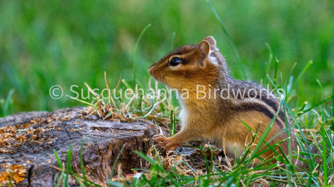 Chipmunk Photograph - Chipmunk - Bird Photos - Chimpunk Prints - Wall ...
