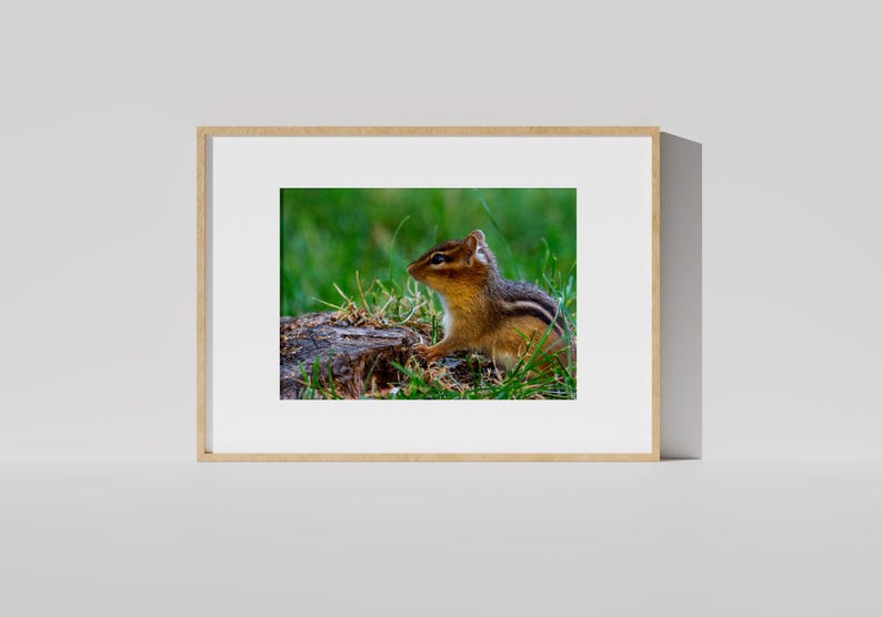 Chipmunk Photograph - Chipmunk - Bird Photos - Chimpunk Prints - Wall ...