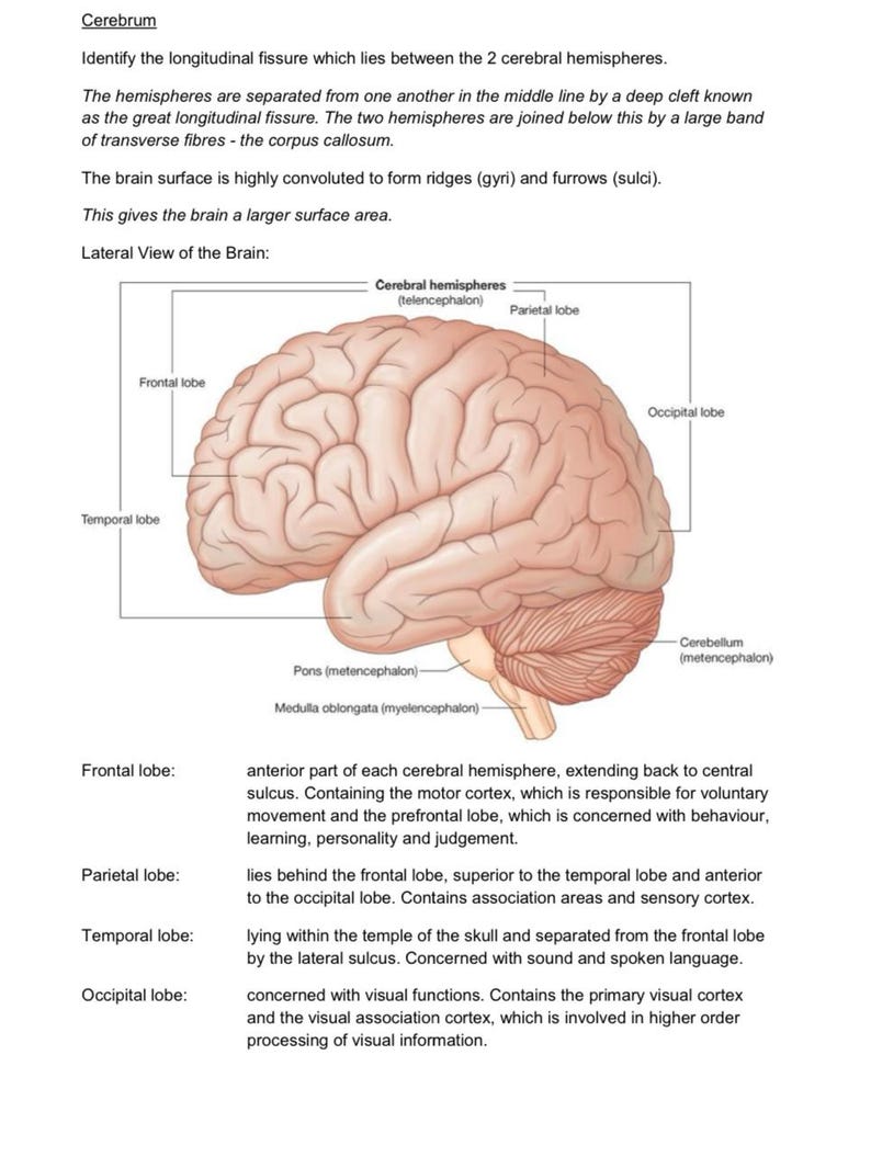 Anatomy of Head and Neck Notes (dental and Medical Students) - Etsy