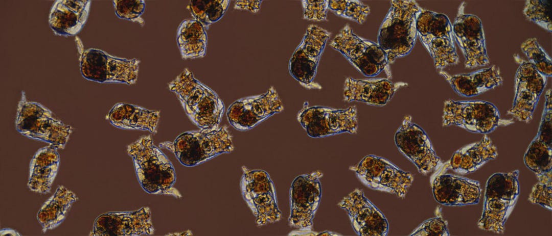 Marine Rotifers (brachionus Plicatilis) - Zooplankton Marine Aquarium ...