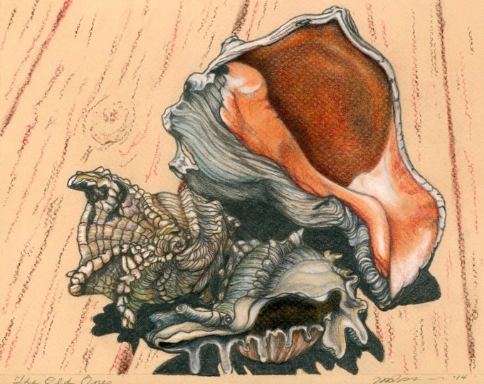 Print Drawing Shells the Old Ones - Etsy