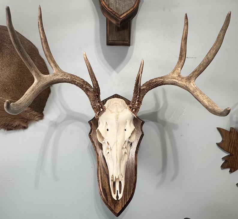 Handmade Wood Deer Skull European Mount Plaque - Etsy