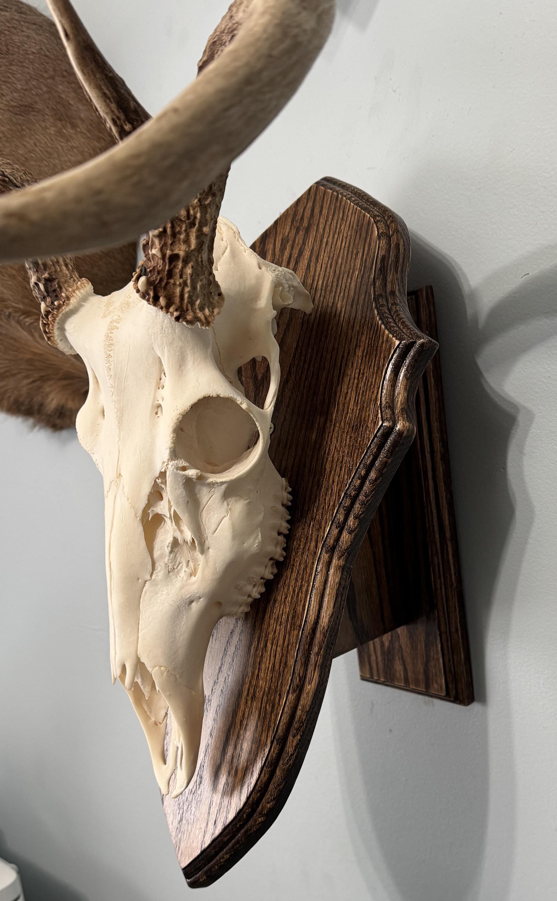 Handmade Wood Deer Skull European Mount Plaque - Etsy