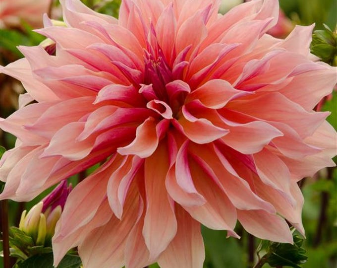 Dahlias Pick Your Dahlia Variety 8 Beautiful Cut Flower Dahlia Tubers ...