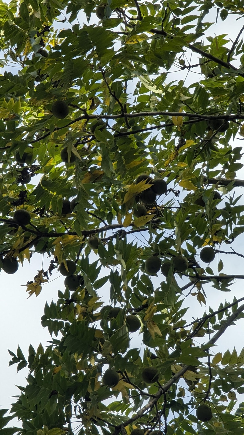Black Walnut Cookies - New England Foraged • Handmade • Forest to Table ...