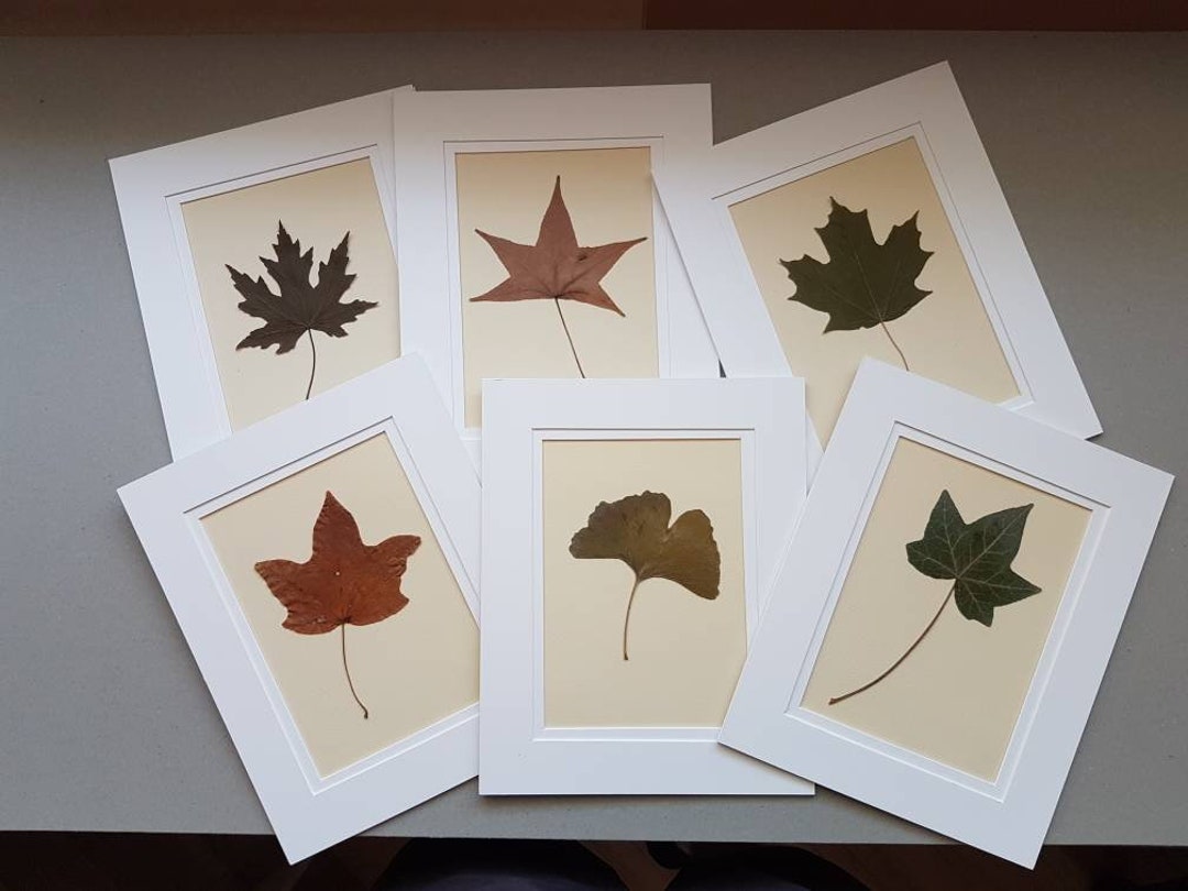8x10 Originals Dried Leaves Set of 6 (#35) - Etsy