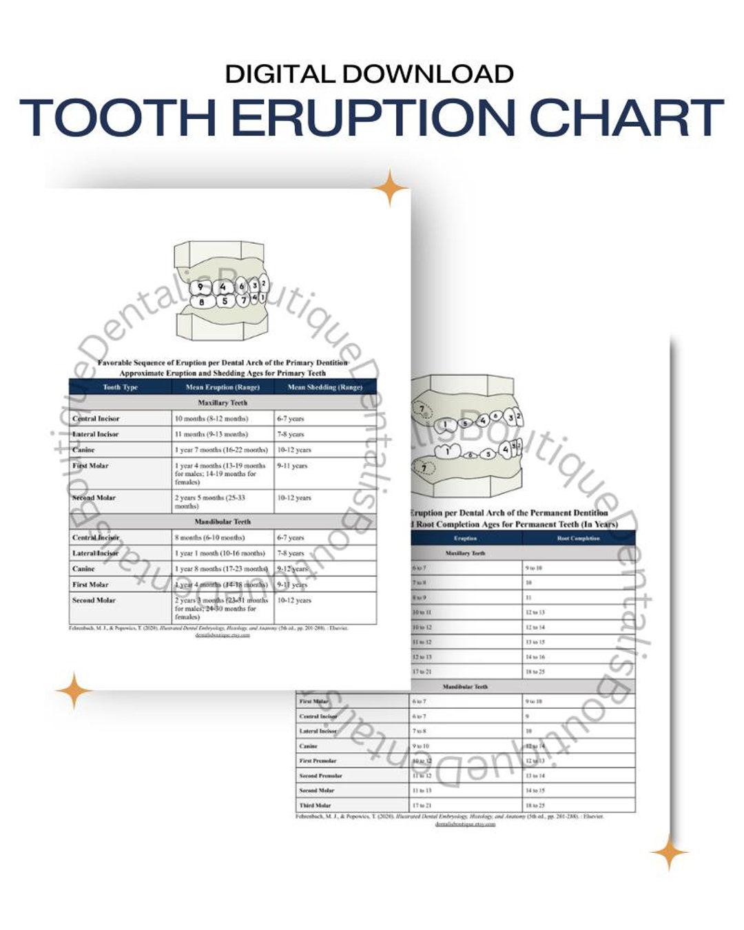Dental Hygiene Study Cheat Sheet, Dental Tooth Eruption Chart, Dental ...