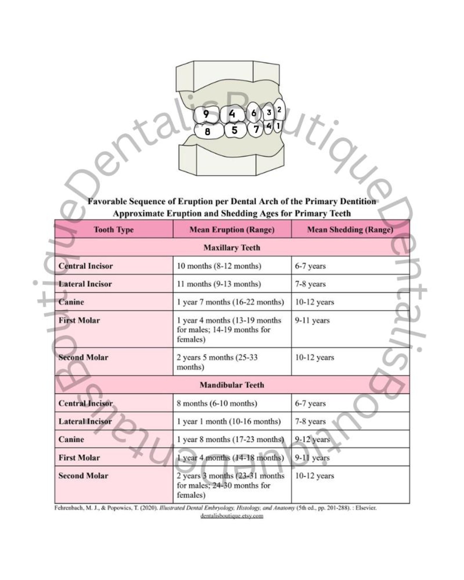 Dental Hygiene Study Cheat Sheet Dental Tooth Eruption Chart Dental ...
