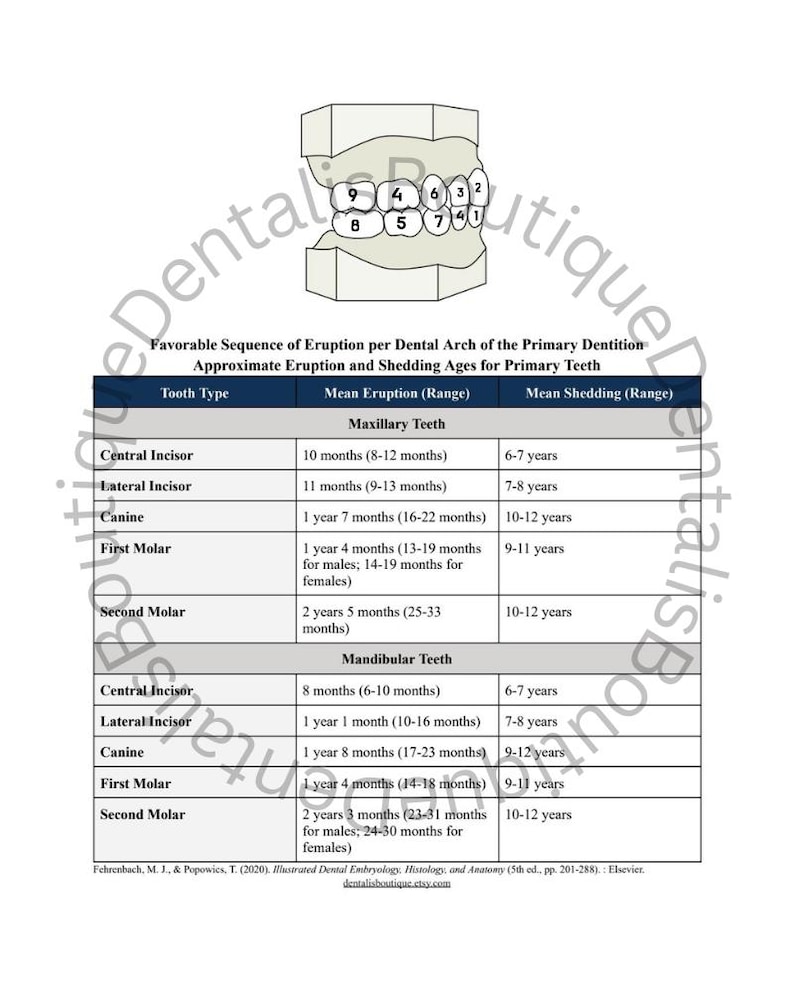 Dental Hygiene Study Cheat Sheet, Dental Tooth Eruption Chart, Dental ...