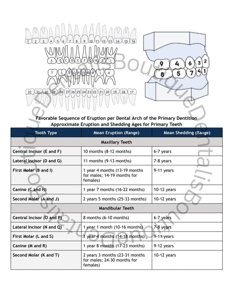 Dental Hygiene Study Cheat Sheet, Dental Tooth Eruption Chart, Dental ...