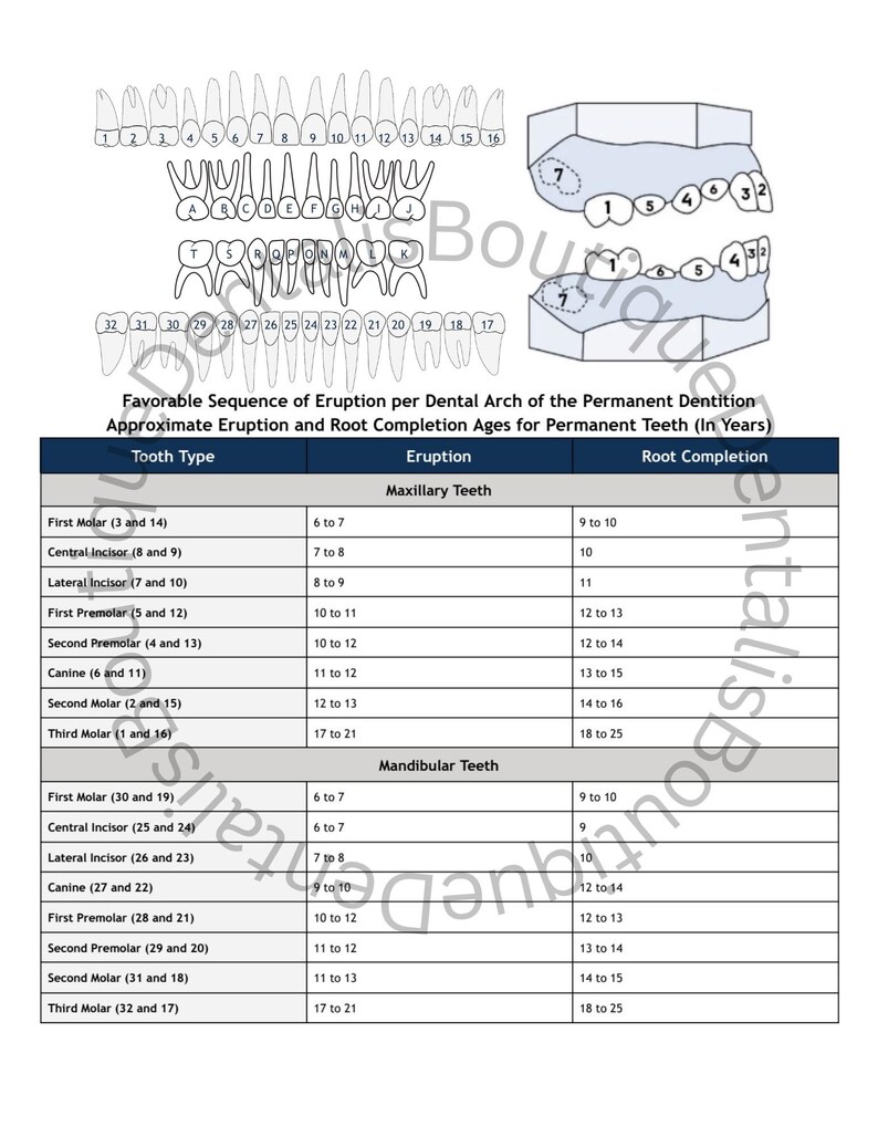 Dental Hygiene Study Cheat Sheet, Dental Tooth Eruption Chart, Dental ...