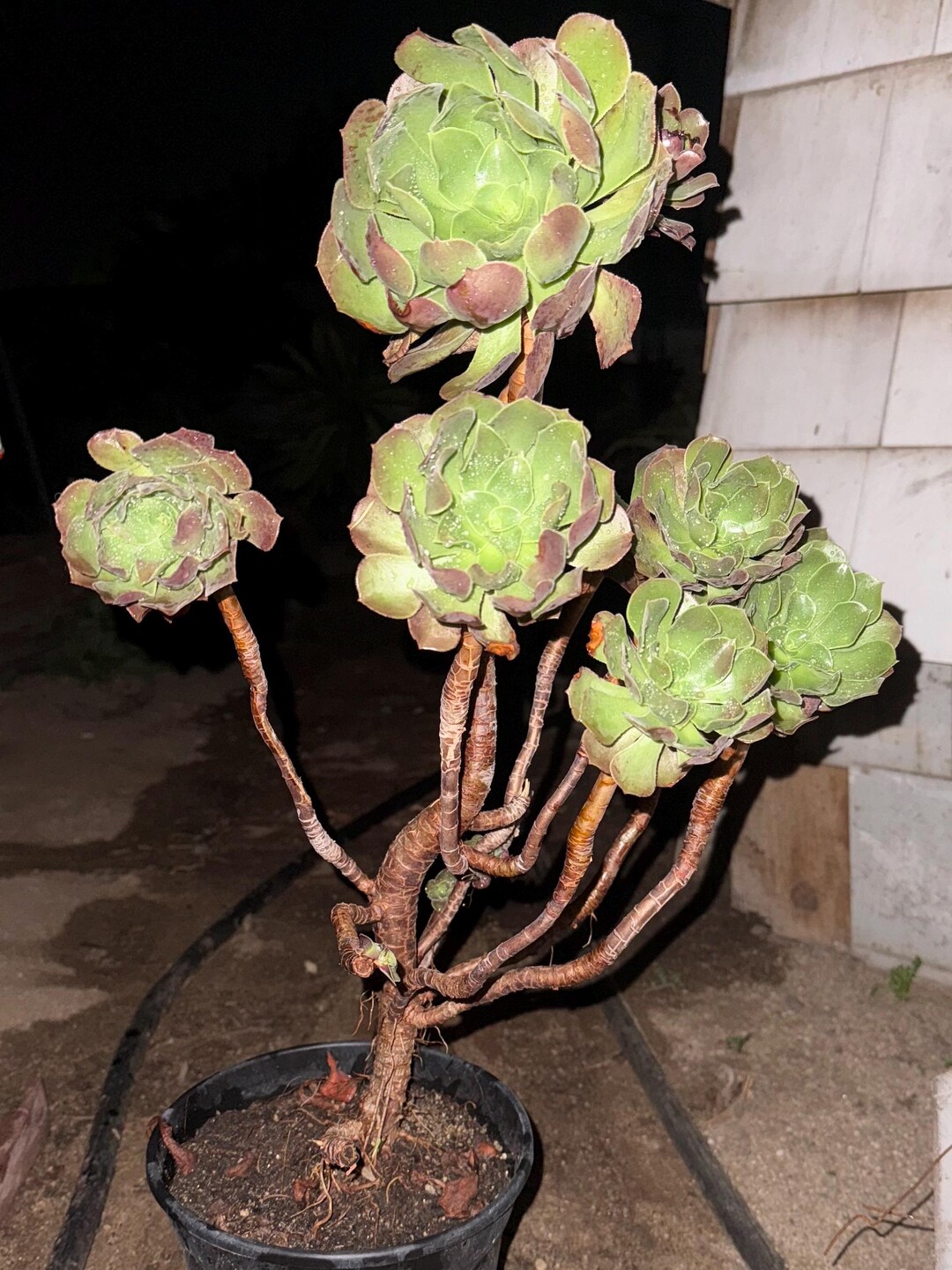 Aeonium Arboreum Succulent: Rose Bonsai Tree, Holiday Decor - Etsy