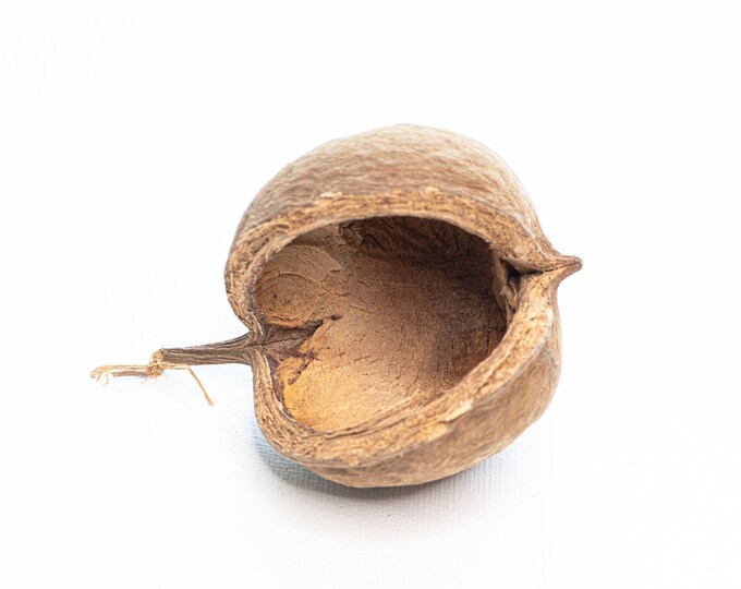 Buddha Nuts, Dried Seed Pod for Home Decor, Natural Floral Design or ...