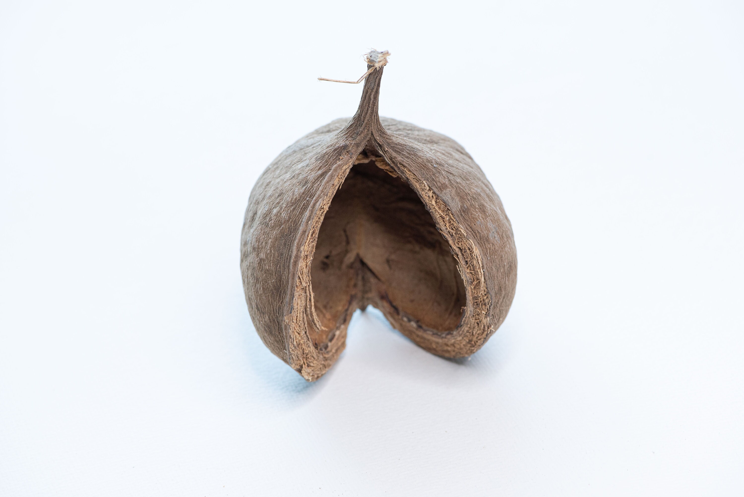 Buddha Nuts, Dried Seed Pod for Home Decor, Natural Floral Design or ...