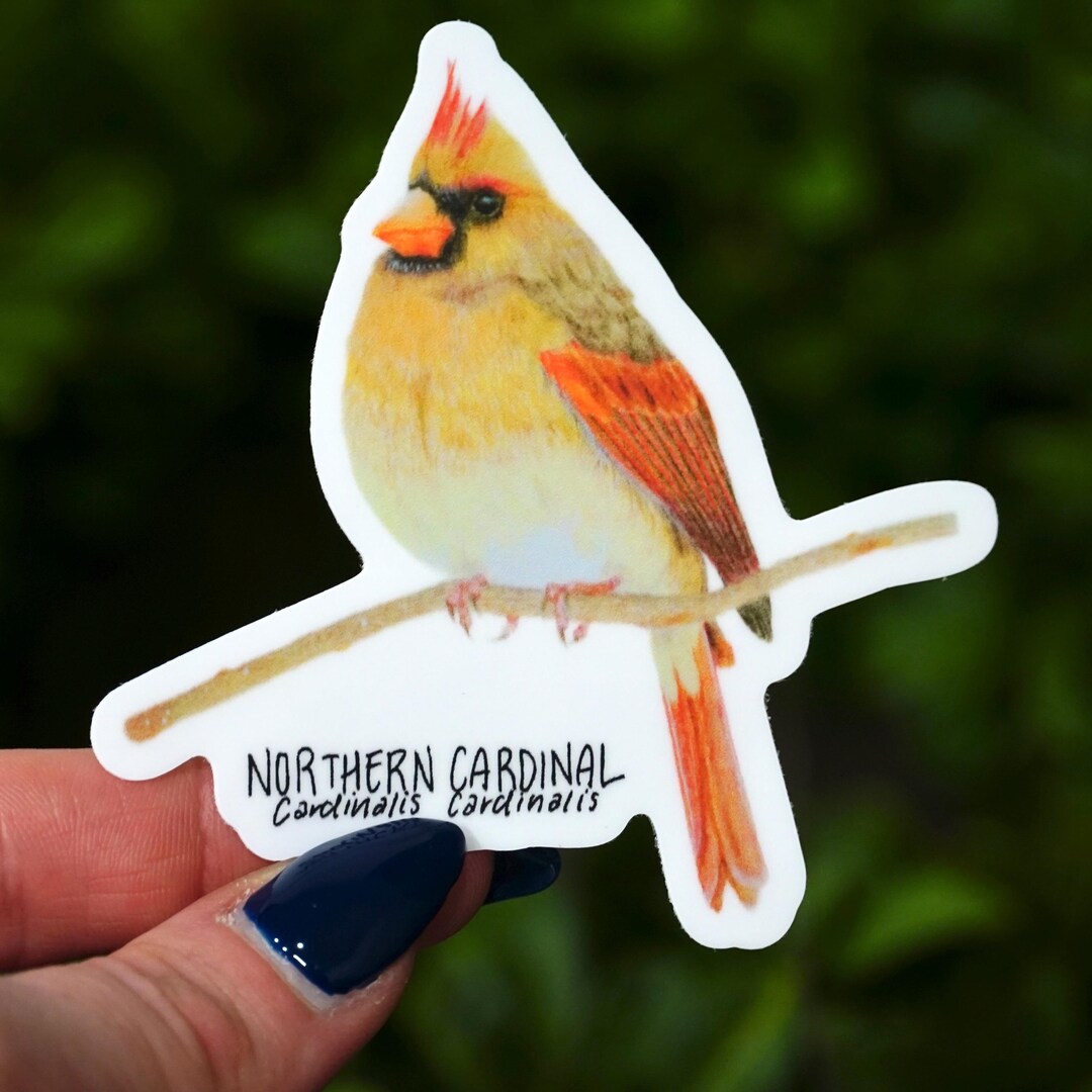 Northern Cardinal Sticker- Thick, High-quality Vinyl, Dishwasher Tested ...
