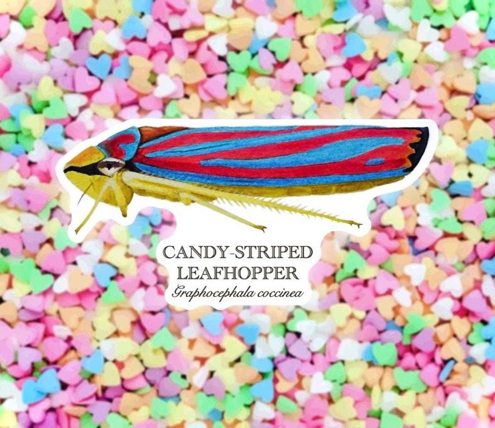 Candy-striped Leafhopper Sticker- Thick, High-quality Vinyl, Dishwasher ...