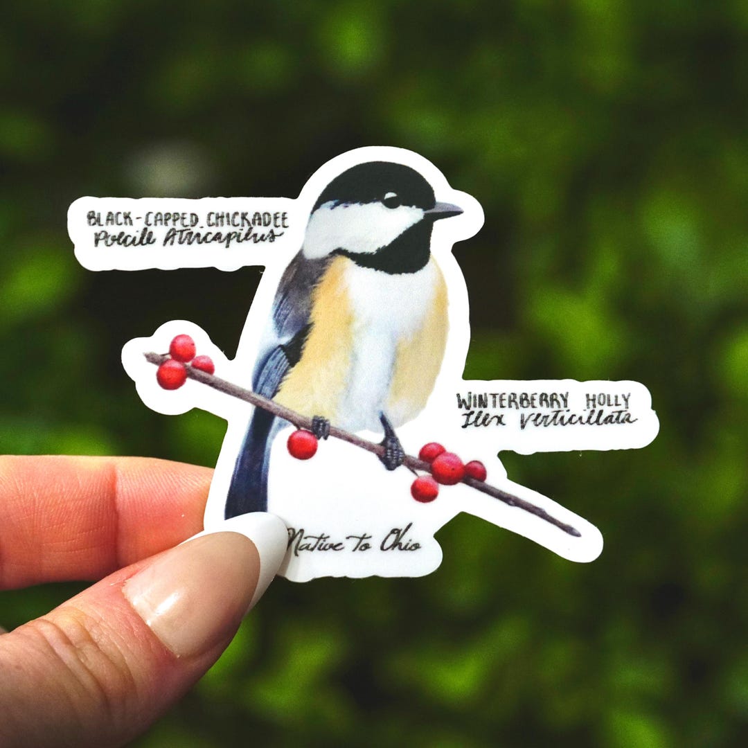 Black-capped Chickadee Sticker- Thick, High Quality Vinyl, Dishwasher ...