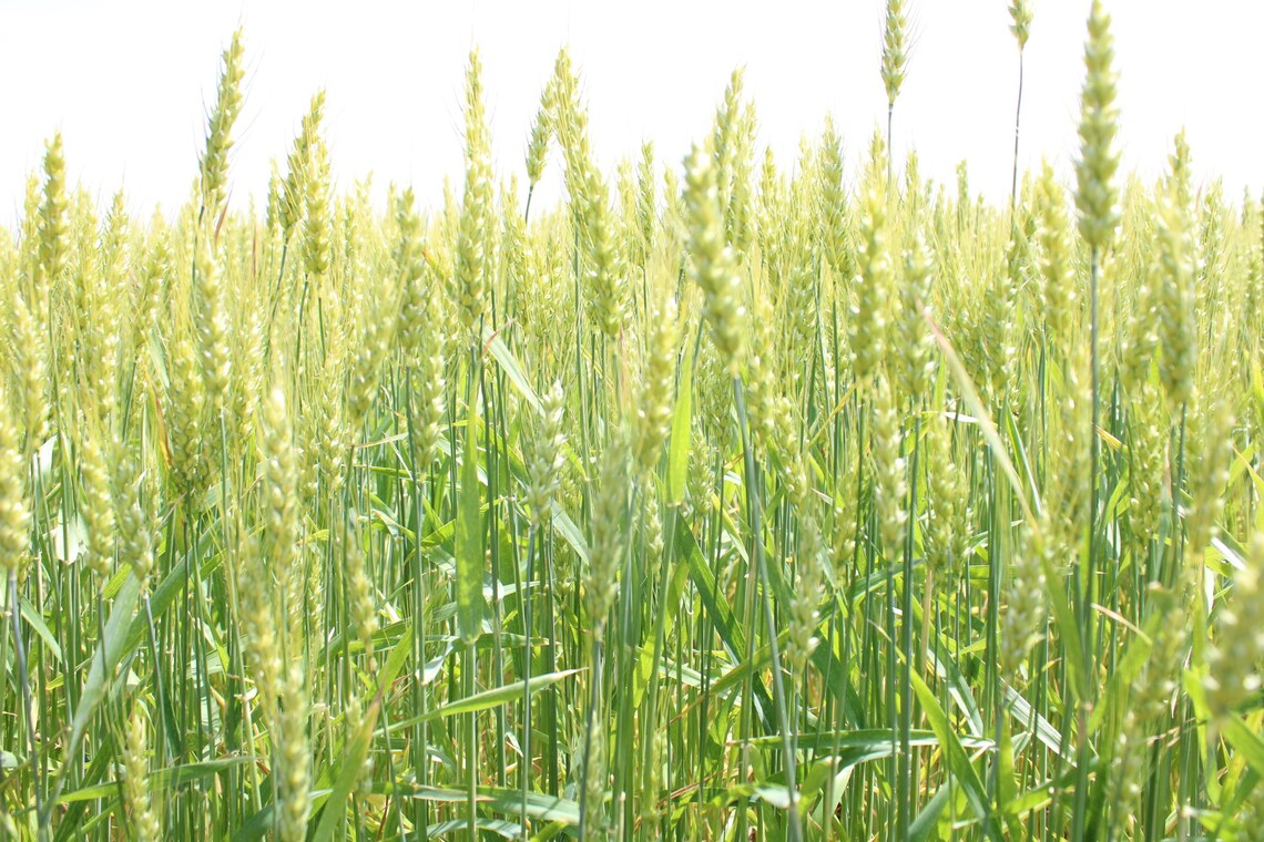 Tall Grass, Field, Farmers Field, Summer - Etsy