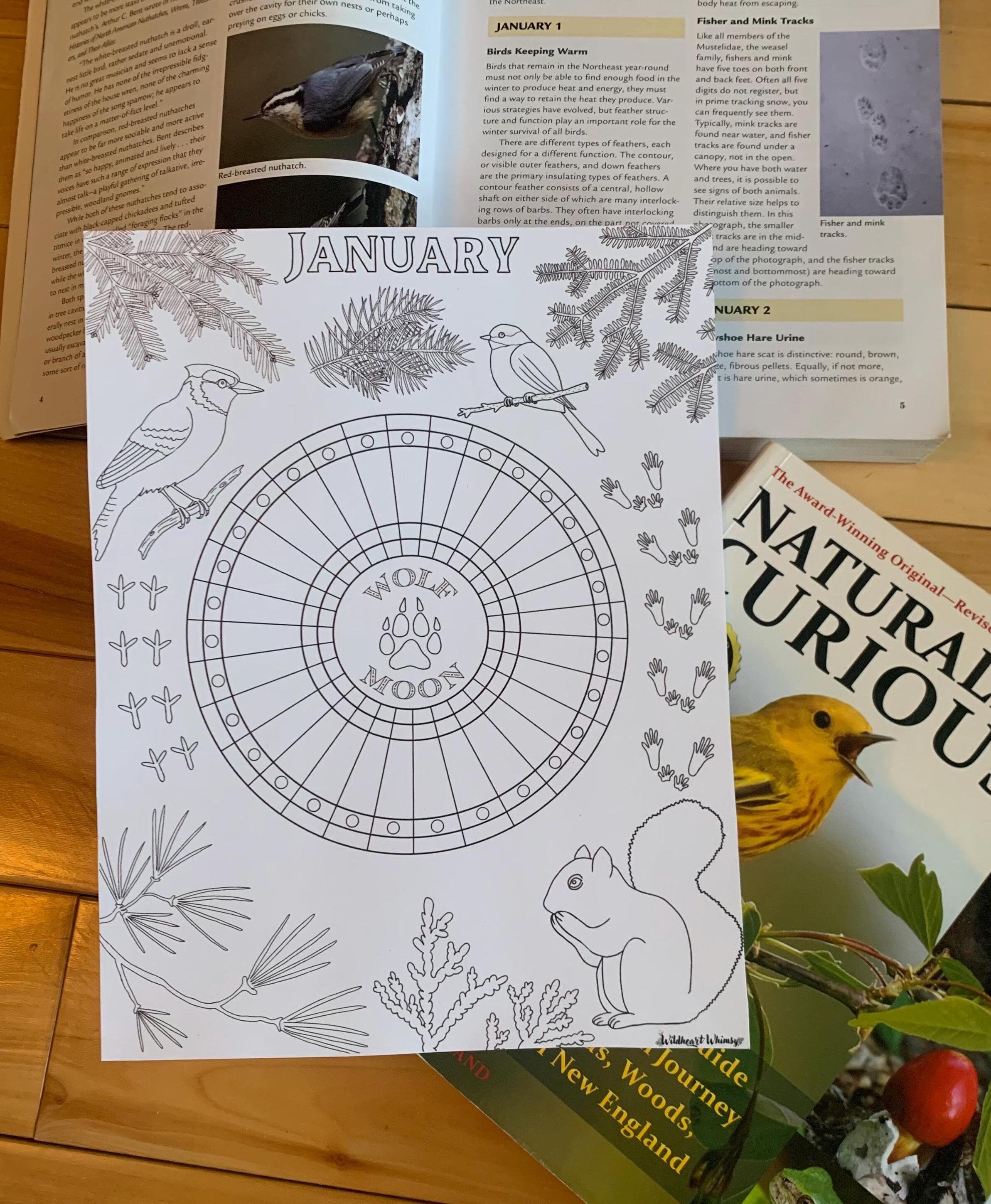 January Phenology Wheel Coloring Page for Northern New England, New ...