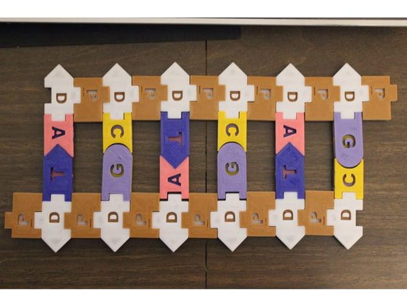 DNA / RNA Manipulatives – Educational Model for Teaching Genetics ...