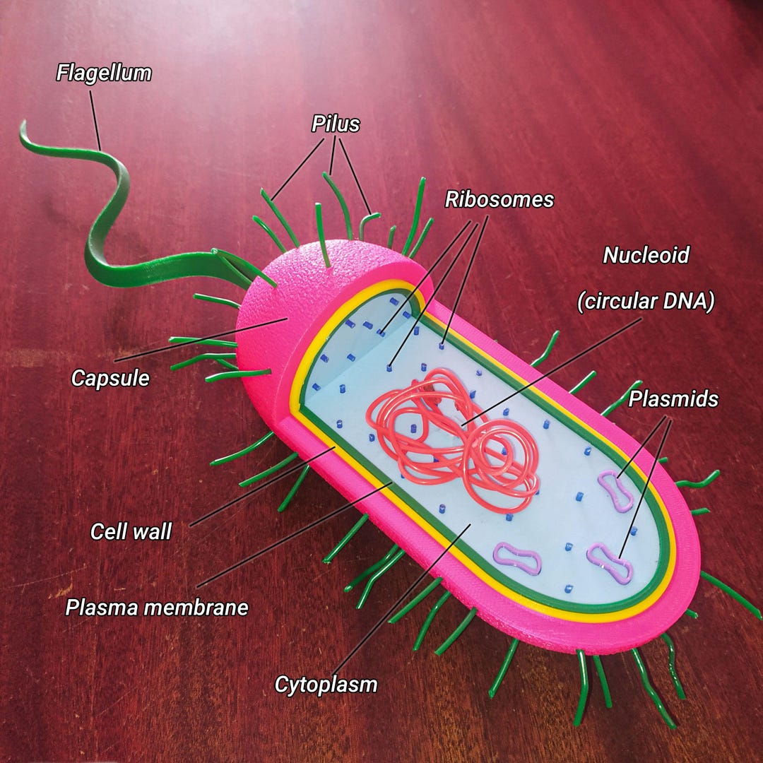 Prokaryotic Cell Model – Educational Biology Display for Students and ...