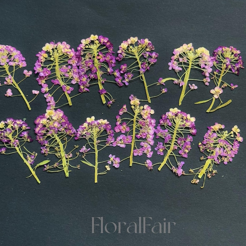 Alyssum Flower Gifts - 60+ Gift Ideas for 2026