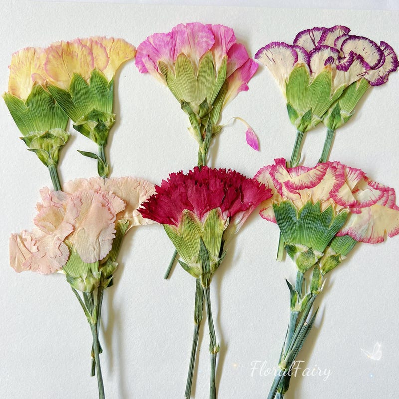 Pink Carnation Pressed - Etsy