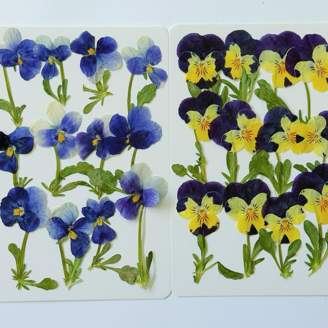 Pressed Violet Pansy Flowers: Cake & Candle Decoration, Card Making ...