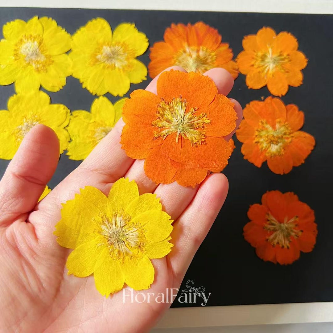 Pressed Dried Cosmos Flowers for Card Making, Bookmarks, Soap, Bath ...