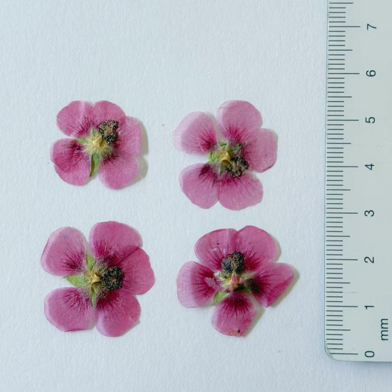 Pressed Hibiscus Flowers for Resin Art Supplies 12pcs - Etsy