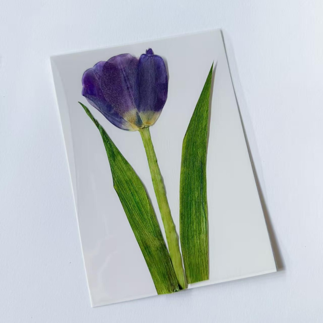 Pressed Dried Tulip Flowers: Resin Art, Framed Wall Art (1flower2leaves ...
